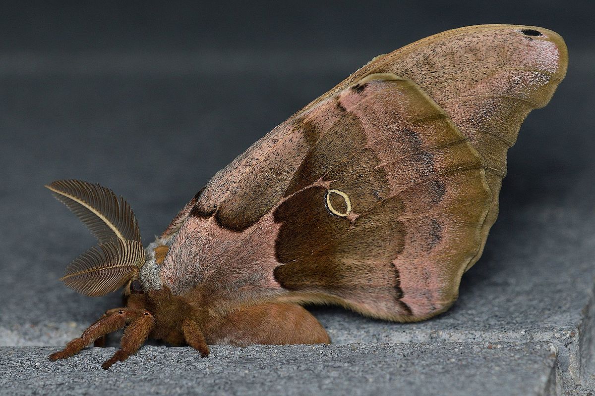 How can we tell if a polyphemus moth is male or female? – Jessica Milne