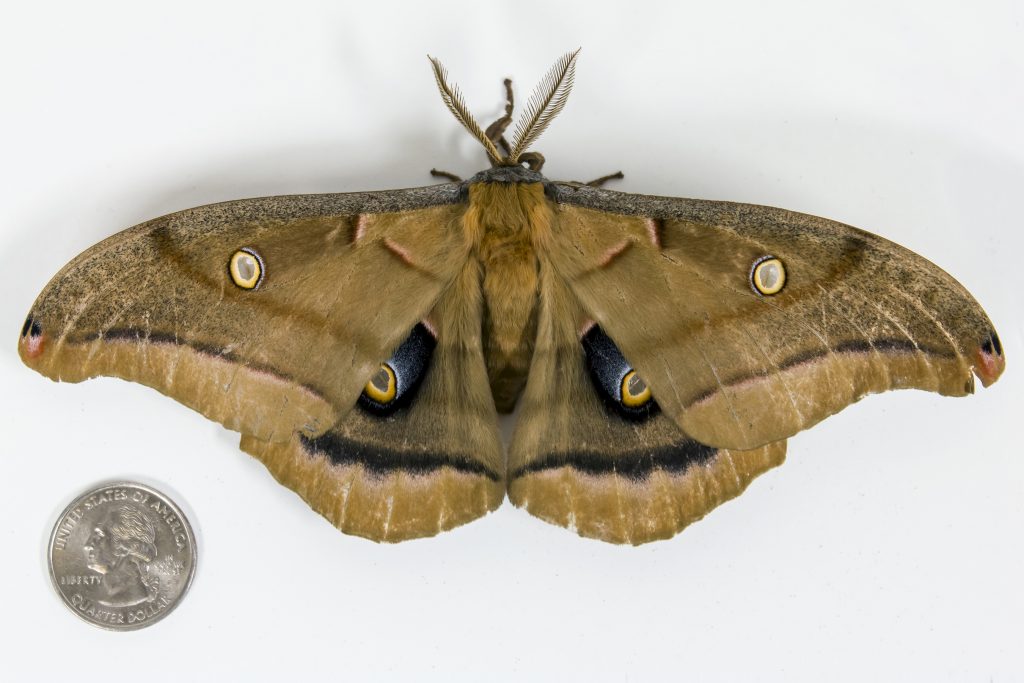 What do adult polyphemus moths look like and where can you find one ...
