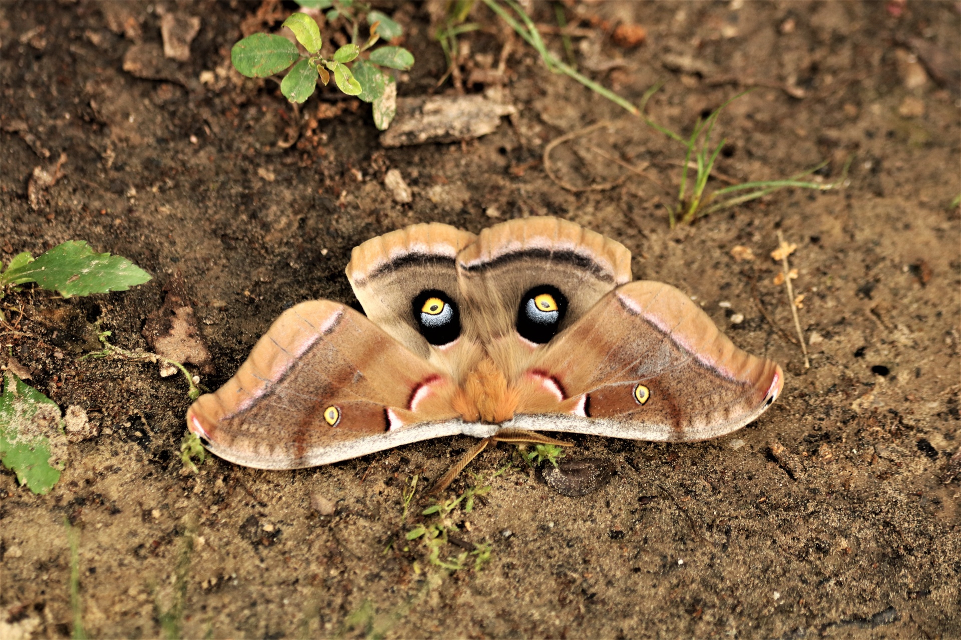 The Life Cycle of the Polyphemus Moth – Jessica Milne